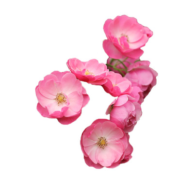 月季安吉拉爬藤木本花卉