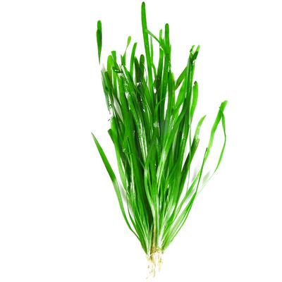 大水兰小水兰阴性水草水培植物