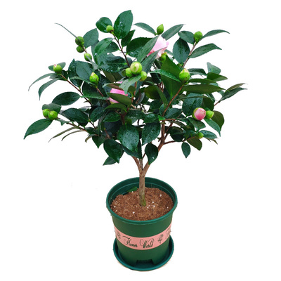 茶花浓香型四季好养绿植阳台花卉