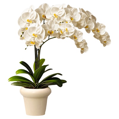 【带花发货】精品蝴蝶兰大苗