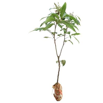 糯米糍桂味荔枝苗正宗南方果树