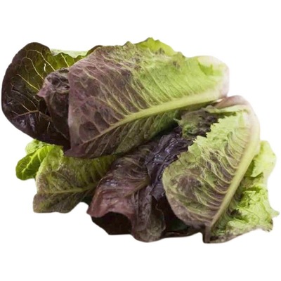 奶油紫孔雀生菜种子香麦菜紫生菜