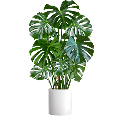 【送货上门】龟背竹客厅盆栽老桩