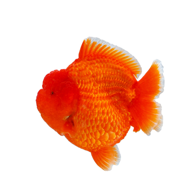 金鱼观赏鱼鱼缸兰寿冷水鱼泰狮金鱼幼苗纯种鱼苗蝶尾易存活淡水鱼