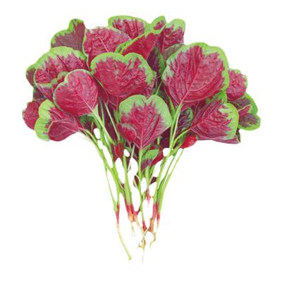 寿禾春夏蔬菜大圆叶红苋菜种子