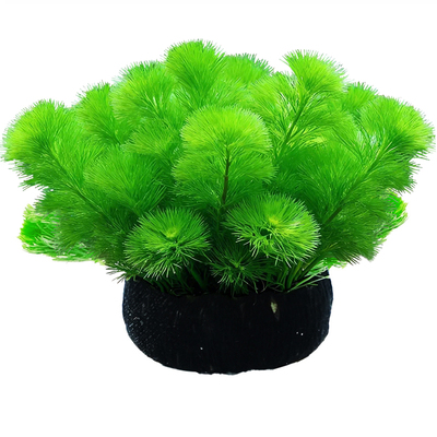 小宝塔绿菊蜈蚣草|超2000次加购