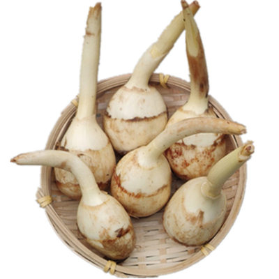 新鲜农家慈姑慈菇包邮