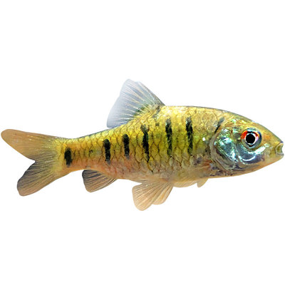 条纹小鲃中国斗鱼伴侣活体吃青苔耐寒冷水原生鱼溪流鱼群游观赏鱼