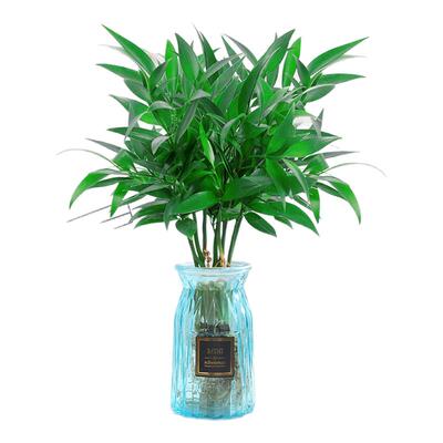 驱蚊竹柏水培植物室内桌面吸醛好