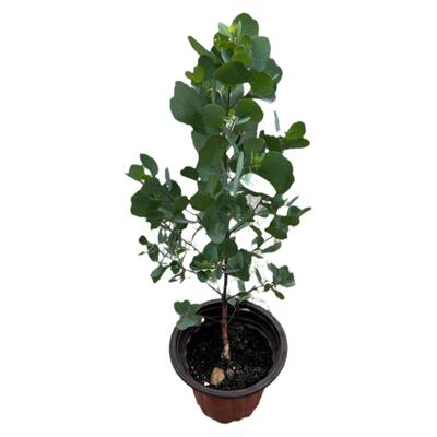 尤加利木本植物庭院阳台耐养清香