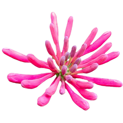 京九红金银花树苗红色爬藤植物