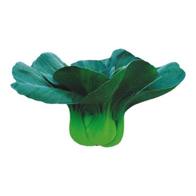 又黑又亮的耐低温青梗菜好吃好种