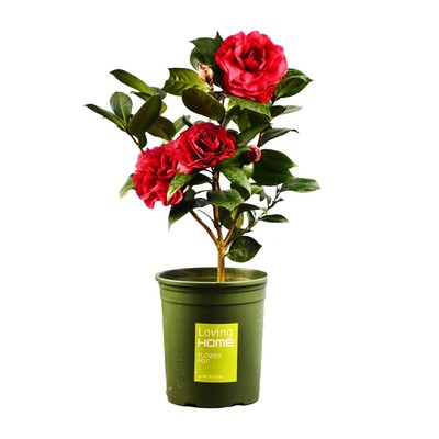 香妃山茶花盆栽五色赤丹花卉植物室内好养茶花树苗四季好养