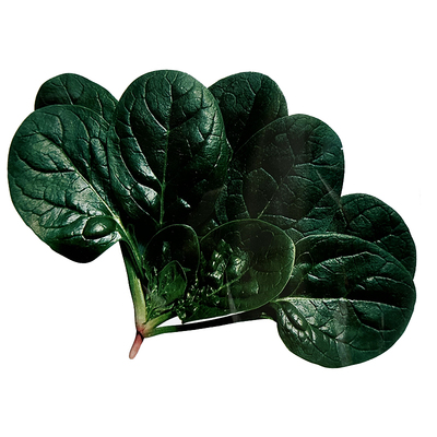 矮脚虎趴地菠菜种子抗寒大圆叶