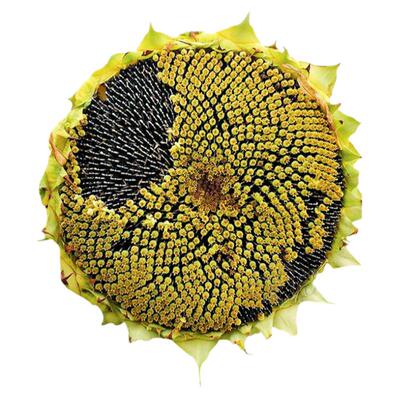 食用向日葵种子观赏盆栽活苗