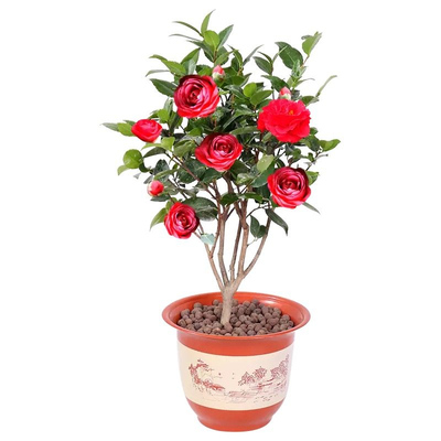 浓香五色赤丹盆栽四季山茶花