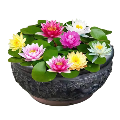 睡莲水培植物带花苞多季开