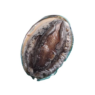 鲍鱼肉鲜活冷冻新鲜超特大号