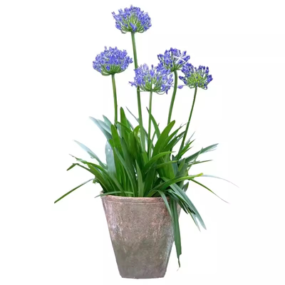 包成活包开花对版百子莲基地现挖