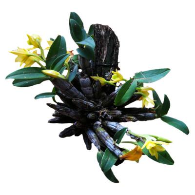 浓香蜡质花翅梗石斛好养花色艳丽