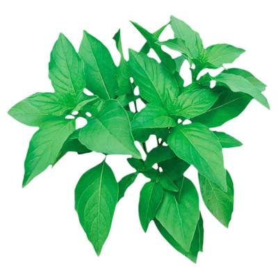 河南大叶荆芥种子苗四季食用