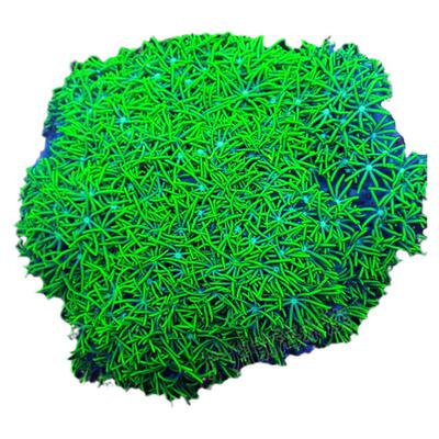 荧光绿草皮珊瑚LPS软体