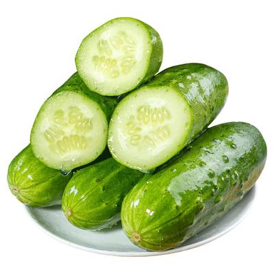 海阳白玉土生鲜蔬菜包邮小黄瓜
