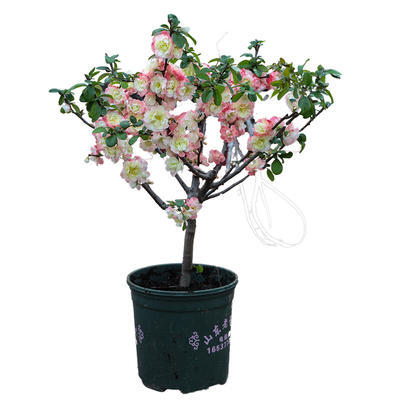 森农哥初心牡丹海棠树苗