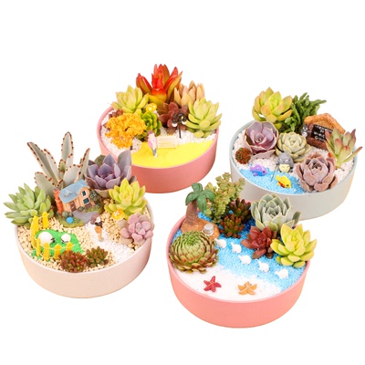 微景观多肉植物生日礼物组合手办