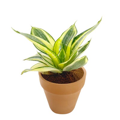 虎皮兰室内易养活常绿植物