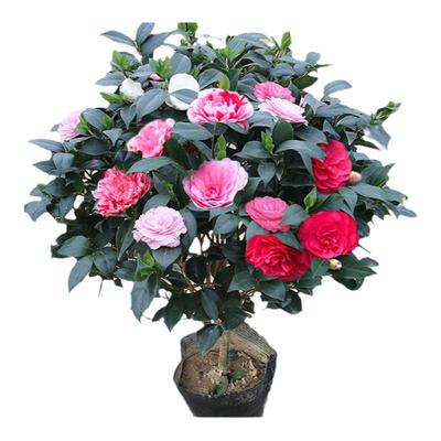 香妃山茶花盆栽带苞五色赤丹