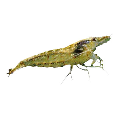 除藻黑壳虾大个体草缸必入