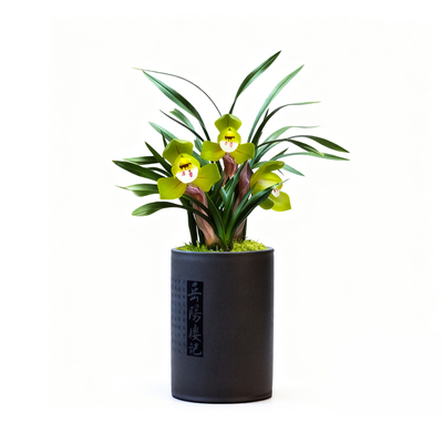 名贵浓香春兰富贵团圆带花苞盆栽