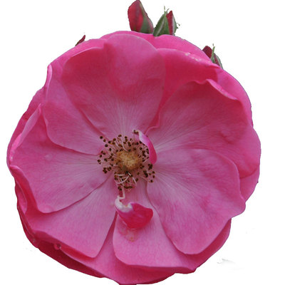 藤本月季攀爬蔷薇花苗