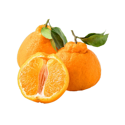 正宗四川丑橘春见耙柑果树