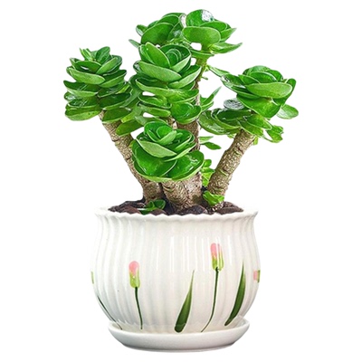 JOJO'SLIFEPD绿植金钱木发财树