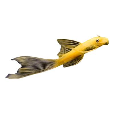 黄金大帆鱼清道夫蓝眼大帆24K红眼大帆黄金胡子除藻工具鱼清洁鱼