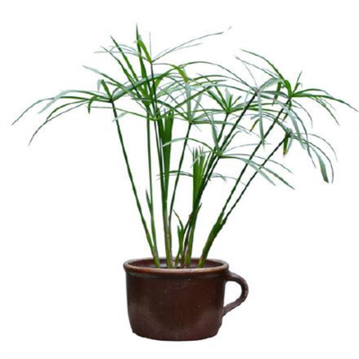 水竹水生植物旱伞草鱼池塘造景绿化客厅庭院净化水质盆栽风车草