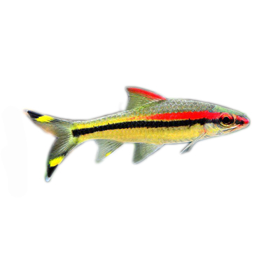 一眉道人鱼大号群游鱼温和热带鱼