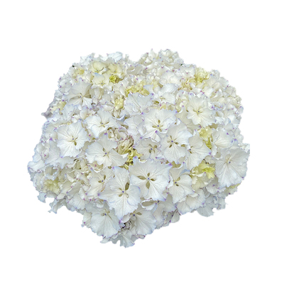 莱昂大花绣球蓝粉可调色