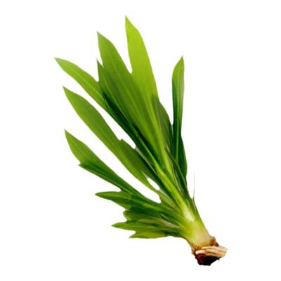 迷你九冠蜈蚣草海藻球微景观水培