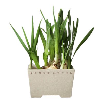 无事小神仙清供水仙盆闲趣别院