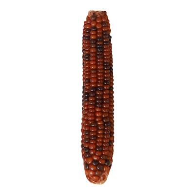 金丝熊仓鼠磨牙棒可食用神器兔子的食物和小零食专用玉米造景粮食