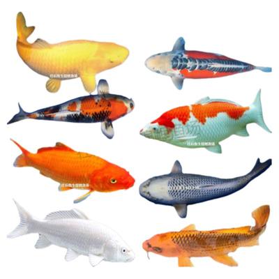 纯种锦鲤鱼金鱼活鱼好养耐活淡水