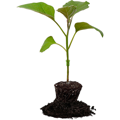 嫁接蔬菜蔬菜嫁接种子砧木圆茄