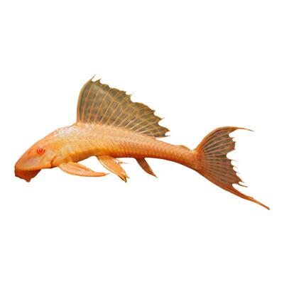 女王大帆清道夫热带淡水观赏鱼