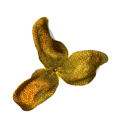 2024年新会梅江圈枝二红皮2025年