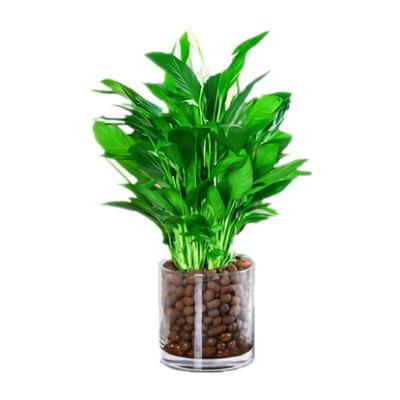 盆栽水培植物白掌四季