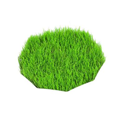 草坪种子四季青护坡高羊茅马尼拉