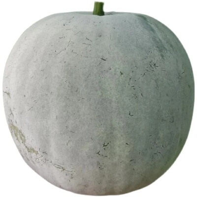 圆香芋水果冬瓜种子春夏高产庭院